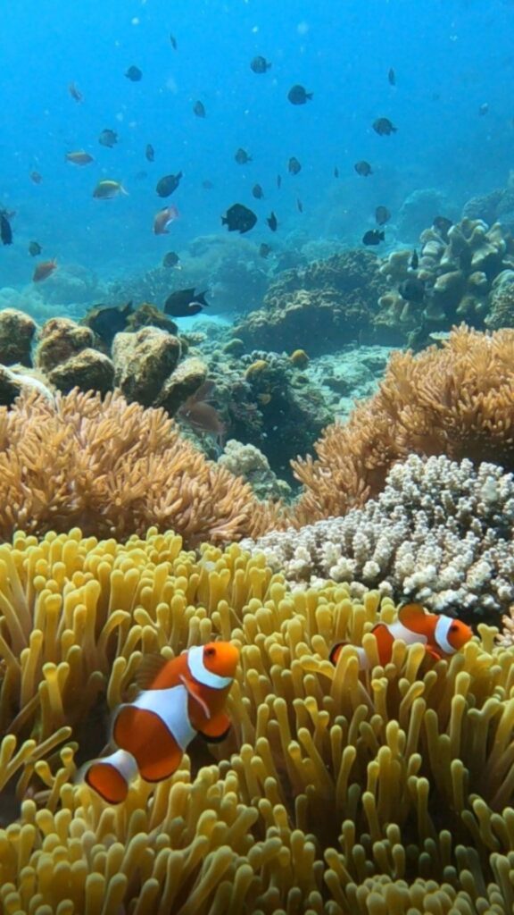 Anilao the most beautiful reefs near Makati - Scuba Sirens Home