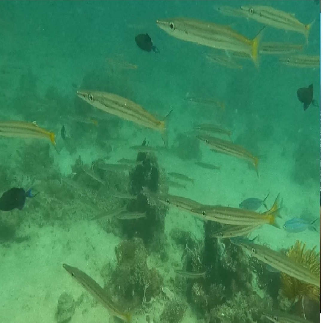 Discover Scuba Diving in Anilao,Philippines from Makati City - Scuba ...