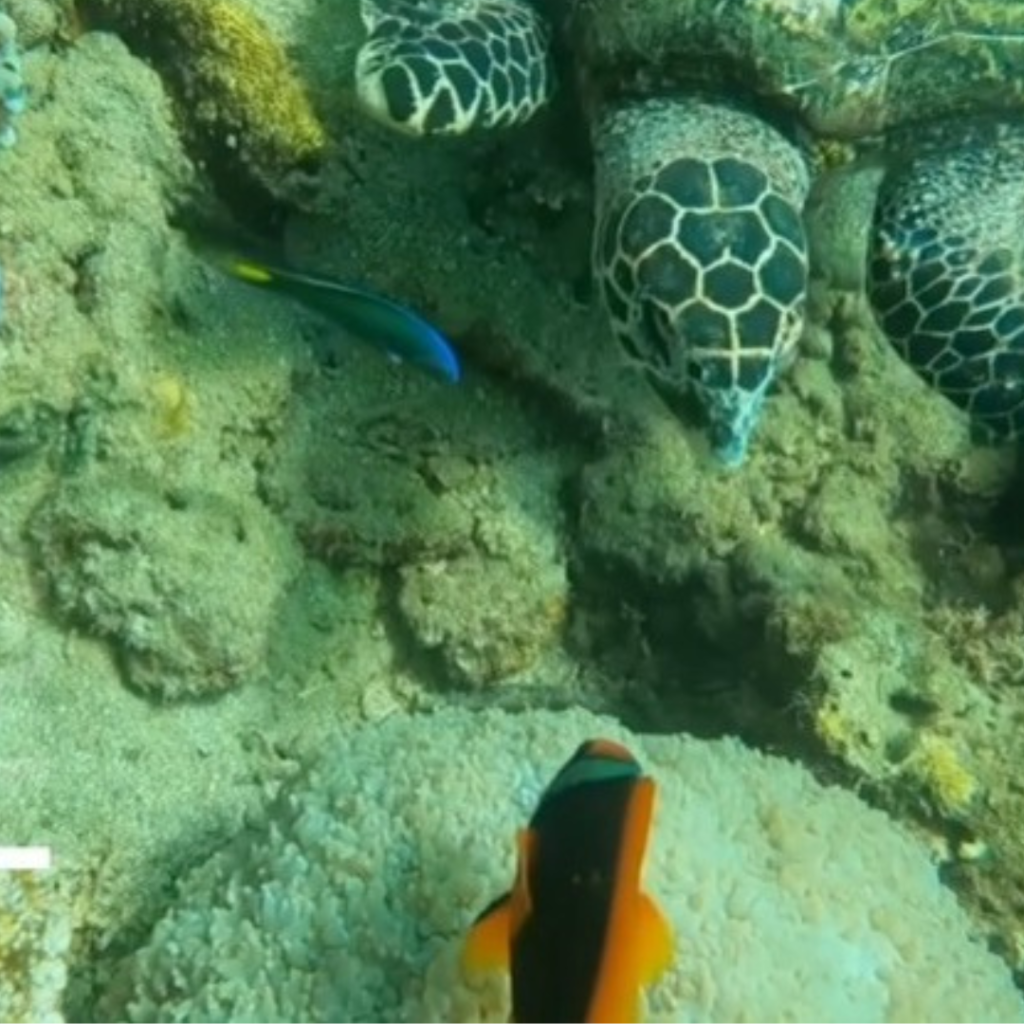 Discover Scuba Diving in Anilao,Philippines from Makati City - Scuba ...